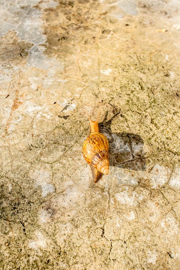 Snail Crawling on the Ground Stock Image - Image of light, shell: 42815381