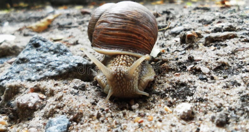 Snail Crawling on the Ground.Cute Escargot Stock Image - Image of slime ...