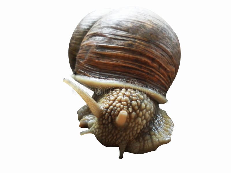 Snail Crawling on the Ground.Cute Escargot Stock Image - Image of small ...