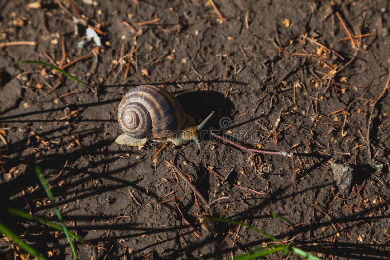 Snail crawling on ground stock photo. Image of smooth - 156921524