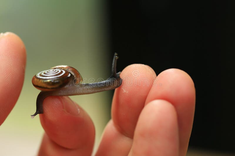 Snail Crawling on Human Finger. Snail in Hand Stock Photo - Image of ...