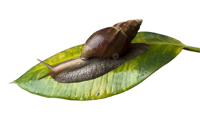 Fat snail crawling stock image. Image of snails, forest - 10730919