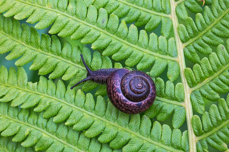 Snail on fern stock photo. Image of grass, slippery, curve - 25043594