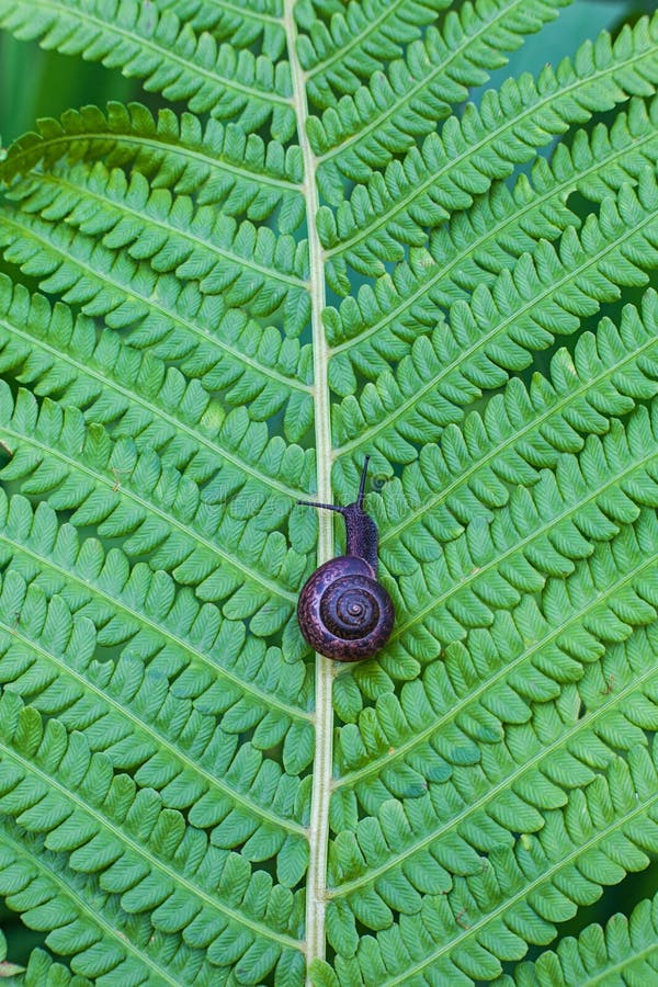 Snail Crawling on a Leaf of Fern Stock Photo - Image of leaf, botany ...
