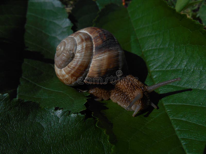 Fat snail crawling stock image. Image of snails, forest - 10730919