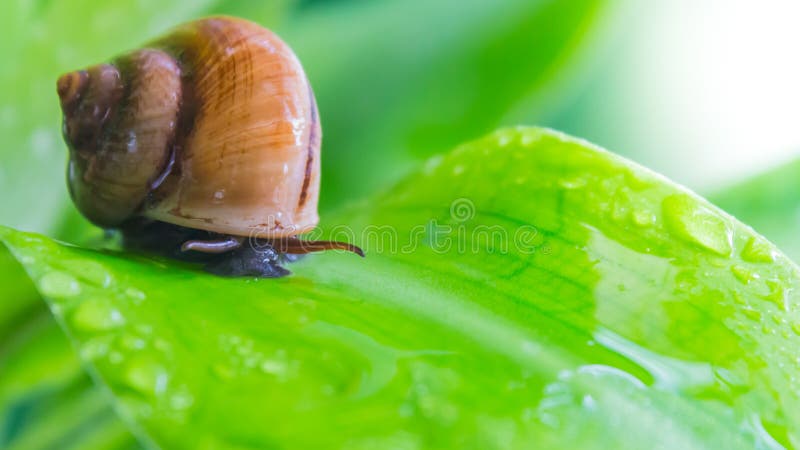 Snail crawling on leaf. stock photo. Image of macro, plant - 80877566