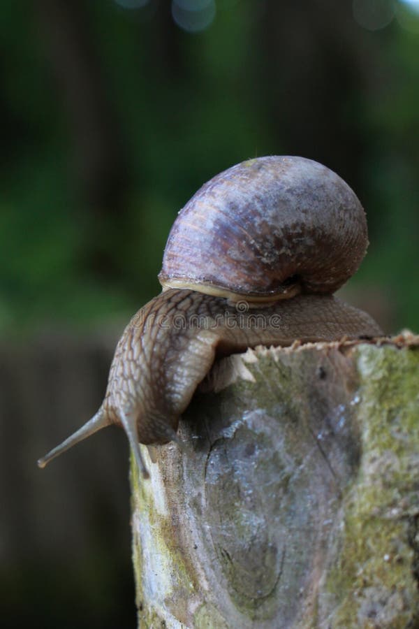 Snail Crawling on a Log Near a Stream Stock Image - Image of stream ...