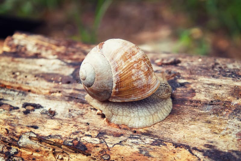Snail crawling on log stock image. Image of crawl, helix - 74398805