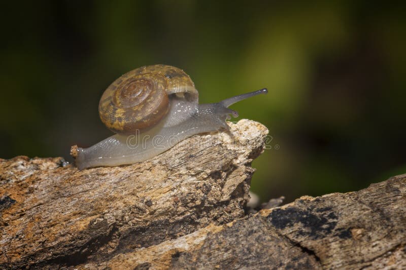 Garden snail on an old log stock photo. Image of helix - 95186320