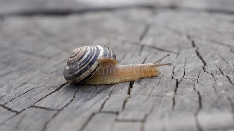 Dirty Snail Walks Across the Street, 4K Stock Video - Video of evening ...