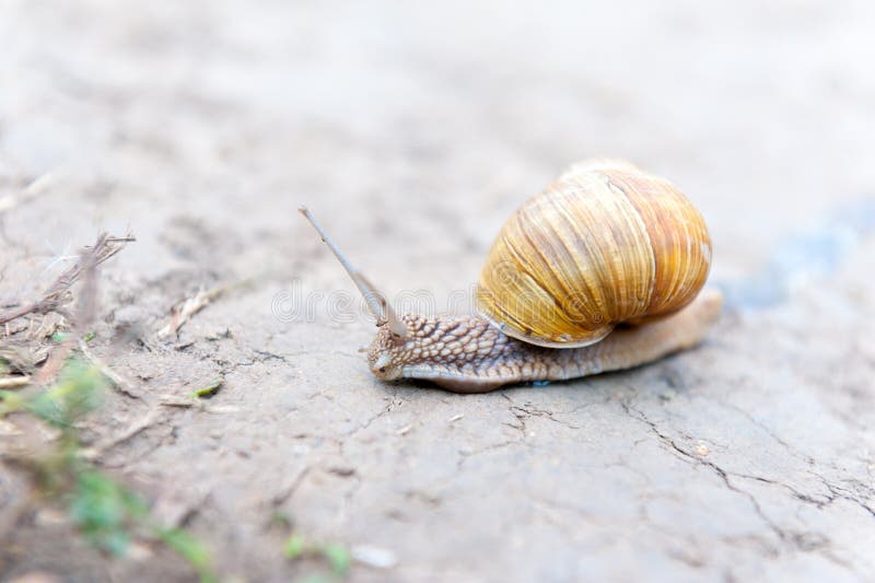 Snail crawling stock image. Image of helix, crawl, invertebrate - 43422701