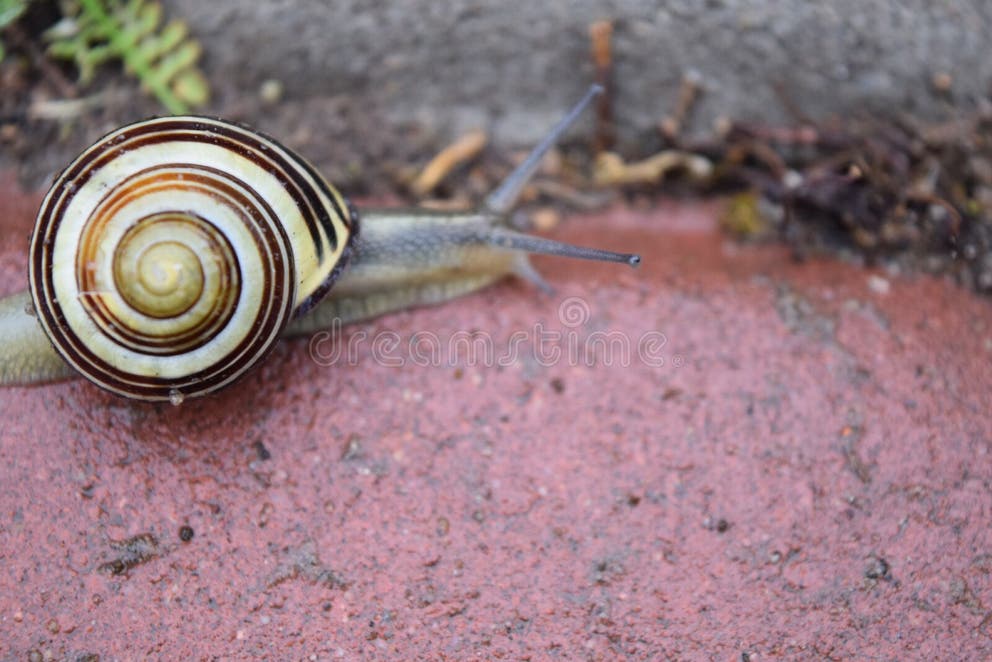 Snail Crawling on the Paving Ground Stock Photo - Image of slowliness ...