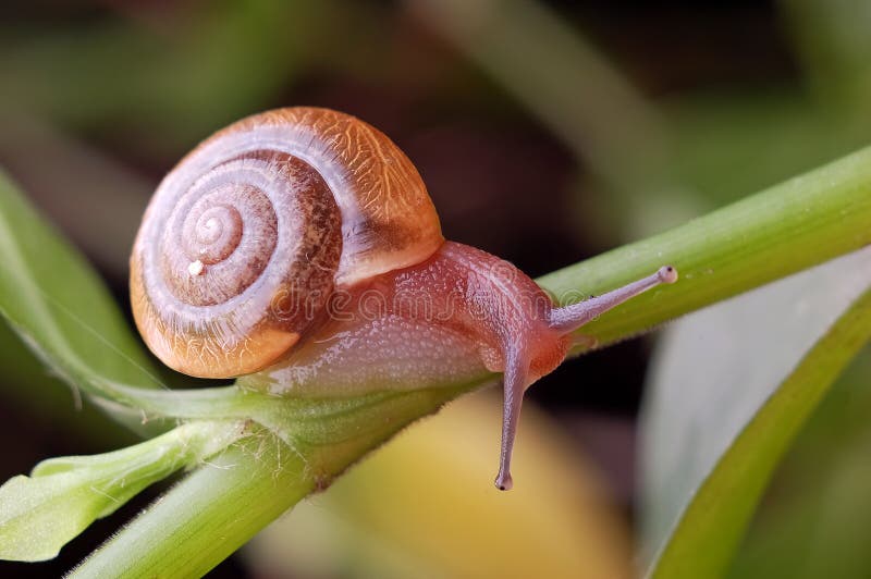 Fat snail crawling stock image. Image of snails, forest - 10730919