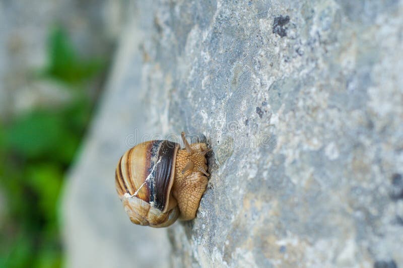 Mollusks on rock stock image. Image of marine, rock, mollusk - 5196303