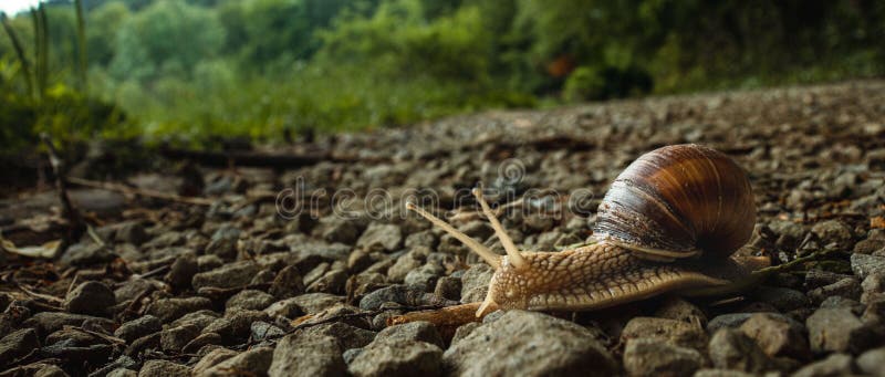 Snail crawling on rocks stock image. Image of closeup - 262651319