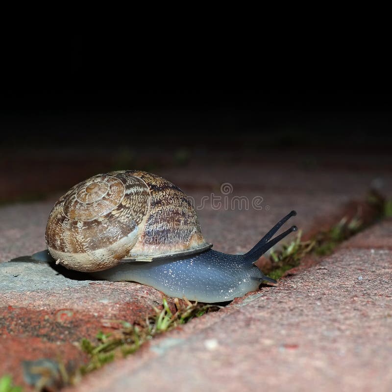 Snail Crawling on the Rocks Stock Photo - Image of closeup, cute: 64468674