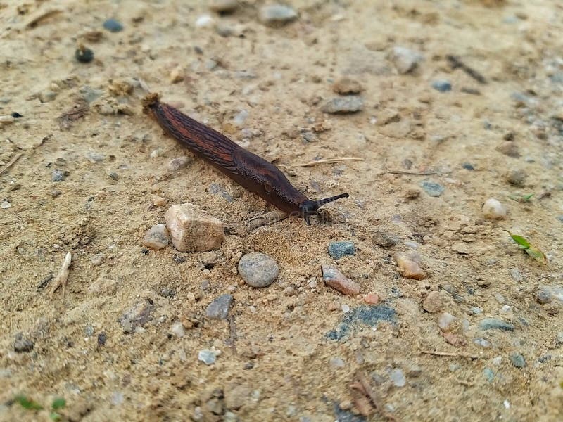 A Snail Crawling on the Sand Stock Photo - Image of pebbles, small ...