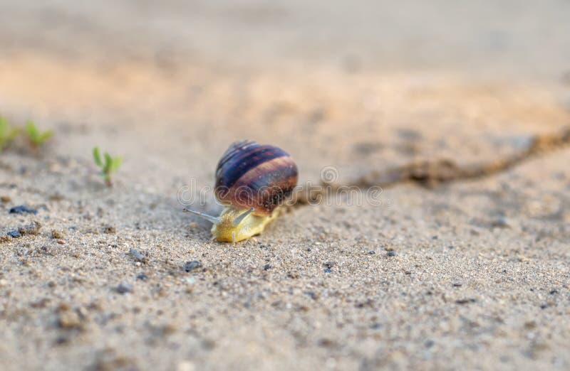 Sunny Snail with Enchanting Bokeh on Freesia Stock Image - Image of ...