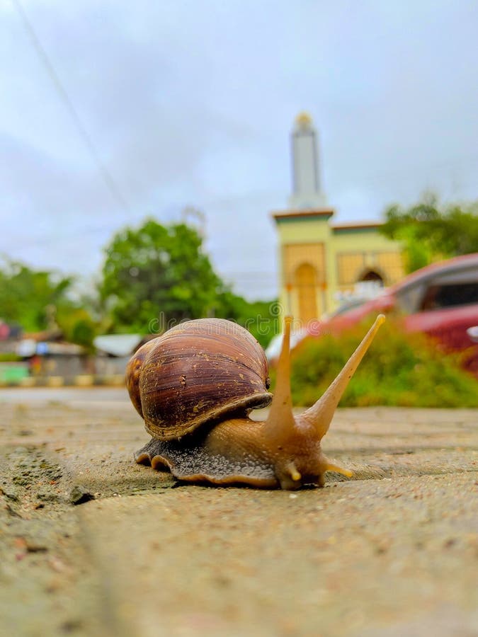 Snail Crawling Slow Animal stock photo. Image of slow - 234038172