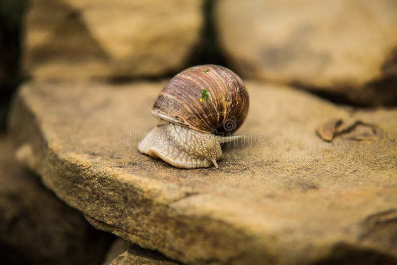 Snail Crawling Slow on Rock Stock Image - Image of abstract, garden ...