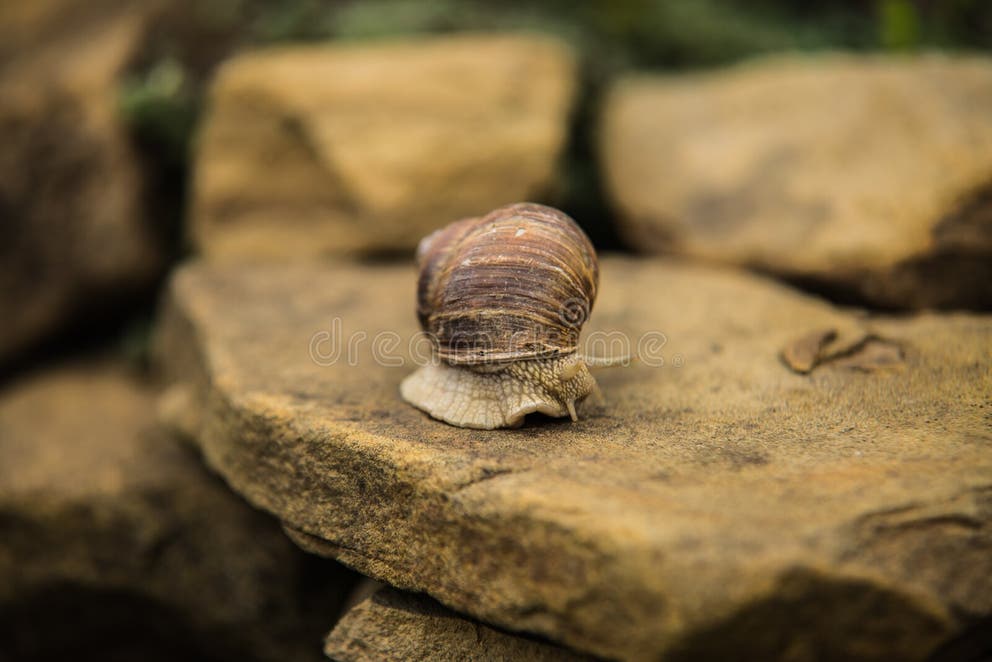 Snail Crawling Slow on Rock Stock Photo - Image of closeup, little ...