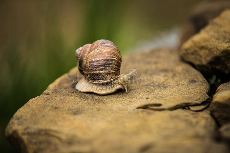 Snail Crawling Slow on Rock Stock Photo - Image of snail, macro: 92334166