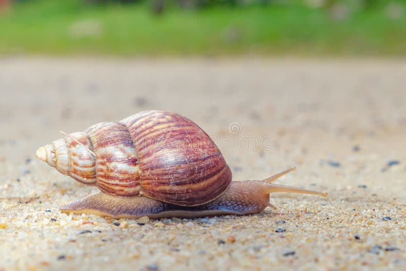 Snail Crawling Slowly on Dirt Sand Track Stock Photo - Image of ...