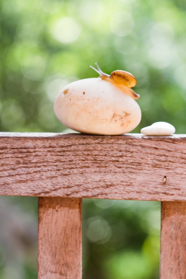 Snail is crawling slowly stock image. Image of slow, invertebrate ...