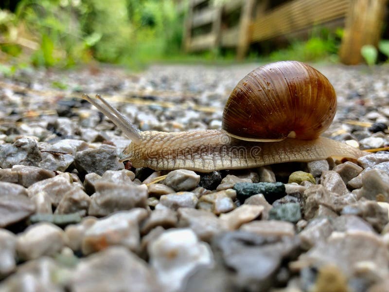 Snail Crawling on Small Wet Rocks on the Ground Stock Photo - Image of ...