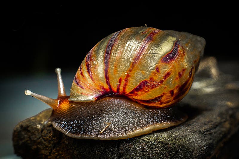 The snail is crawling stock photo. Image of food, brown - 290998224