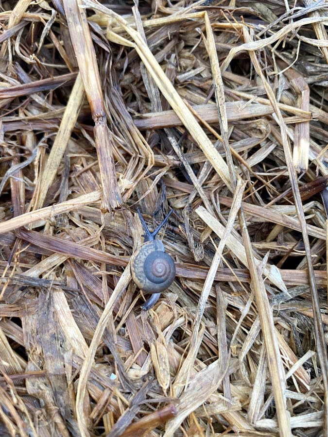 Snail Crawling on the Straw Stock Photo - Image of design, wildlife ...
