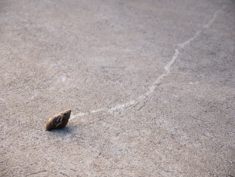 Snail Crawling Traces stock image. Image of funny, house - 113234903