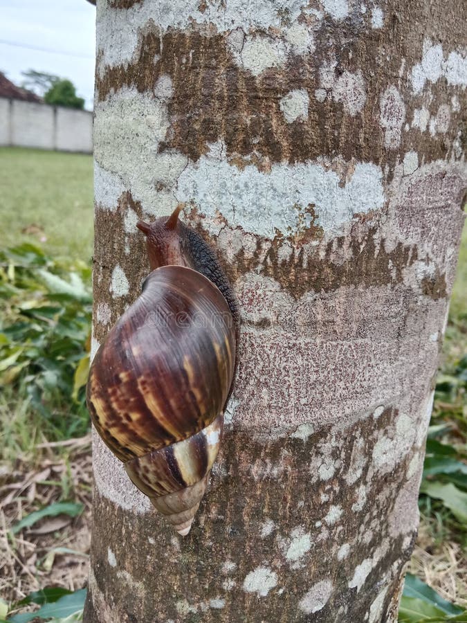 Snail crawling on the tree stock image. Image of snail - 261948113