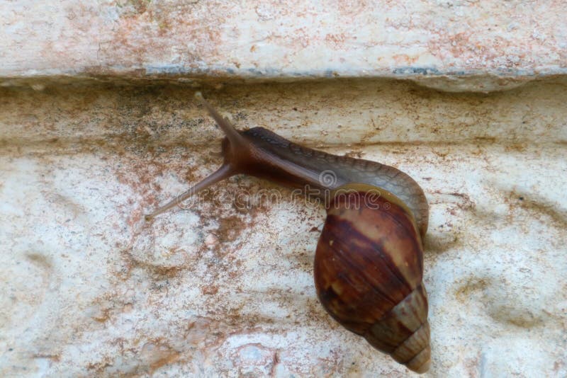 A Snail Crawling on the Wall Stock Image - Image of seafood, amphibian ...