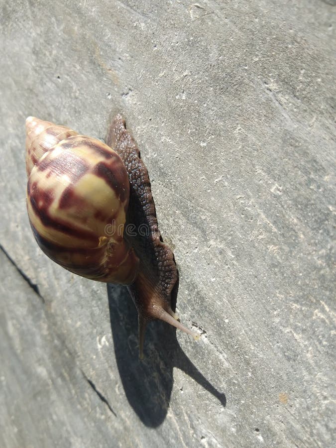 A Snail Crawling on the Wall Stock Image - Image of crawling, animal ...