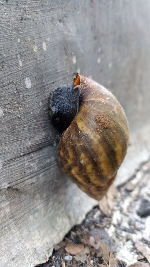 A Snail Crawling on the Wall Stock Image - Image of amphibian, wildlife ...