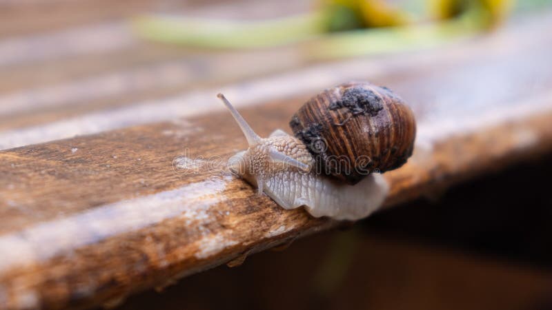 Snail Crawling on a Wet Bench Stock Image - Image of slug, bench: 216830543