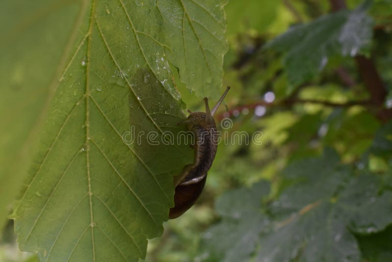The Snail on the Maple Leaf Stock Image - Image of light, branch: 191928155