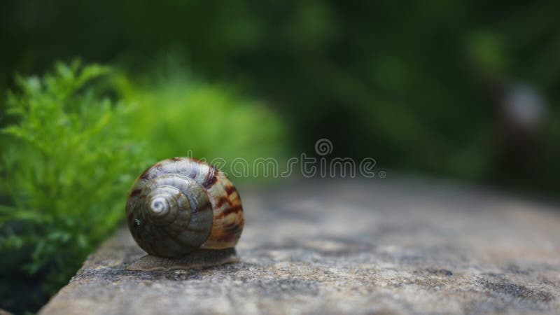 Snail Crawling on Wooden Planks Stock Photo - Image of invertebrate ...