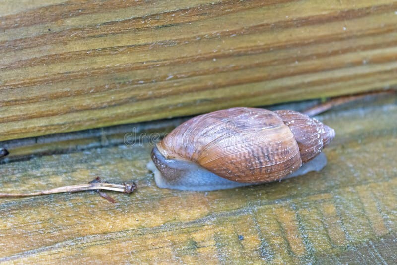 Snail Crawling on Wooden Step Stock Photo - Image of snail, wood: 220554760