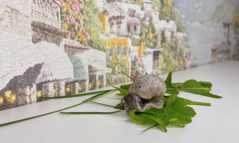 A Snail Crawls on the Grass on a Table in the House Stock Photo - Image ...