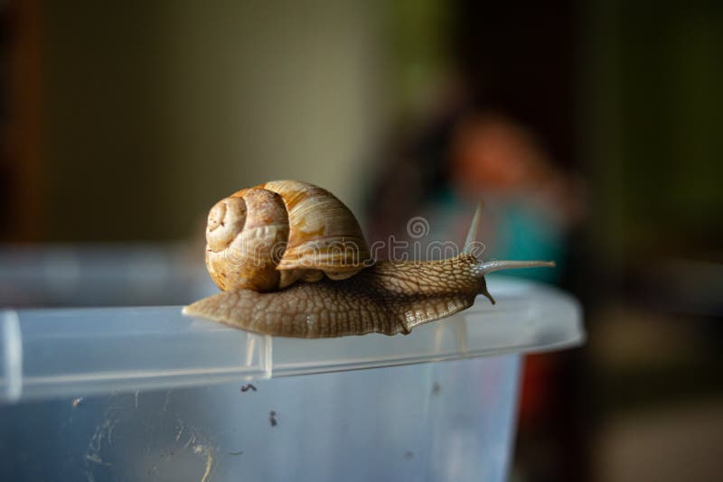 Snail Crawls Out of a Plastic Container Stock Photo - Image of sticky ...