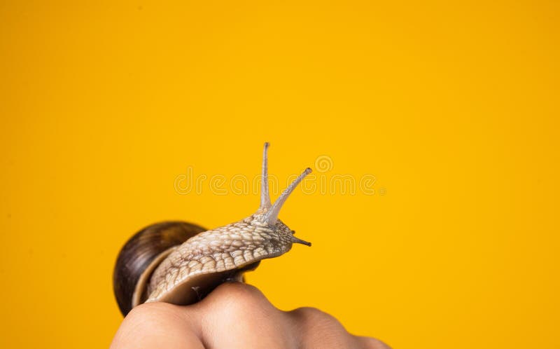 Snail Cream Good for Skin Against Wrinkles. Get Faster. Concept of Slow ... Snail Cream Good for Skin Against Wrinkles. Get Faster. Concept of Slow ...