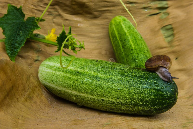 Snail Creeps on a Cucumber Surface. Stock Image - Image of leaves ...