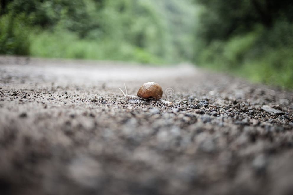 Snail Cross the Road in Forest Stock Photo - Image of leaf, worm: 361057520