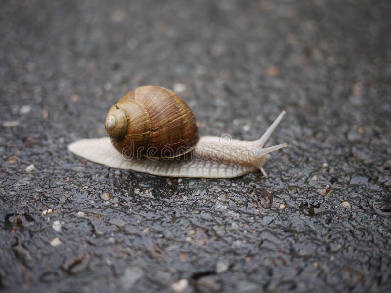 Snail crossing stock image. Image of crunch, road, shell - 16710455