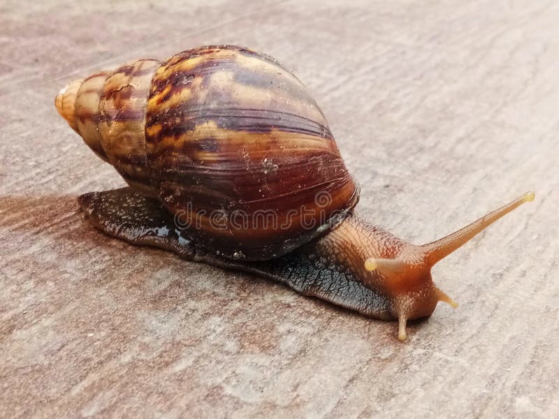 A Snail Crossing the Pathway Stock Image - Image of land, sliding ...