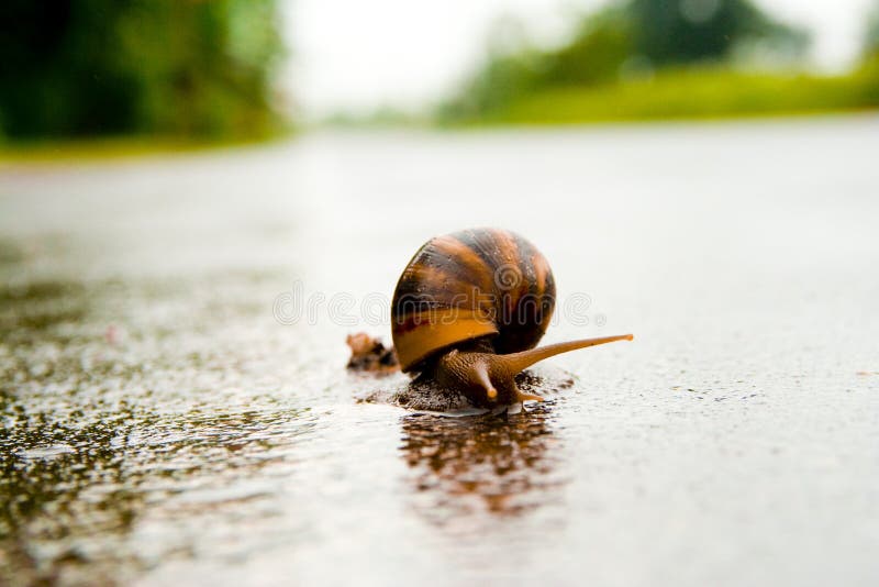 Snail crossing the road stock photo. Image of mollusk - 14498694