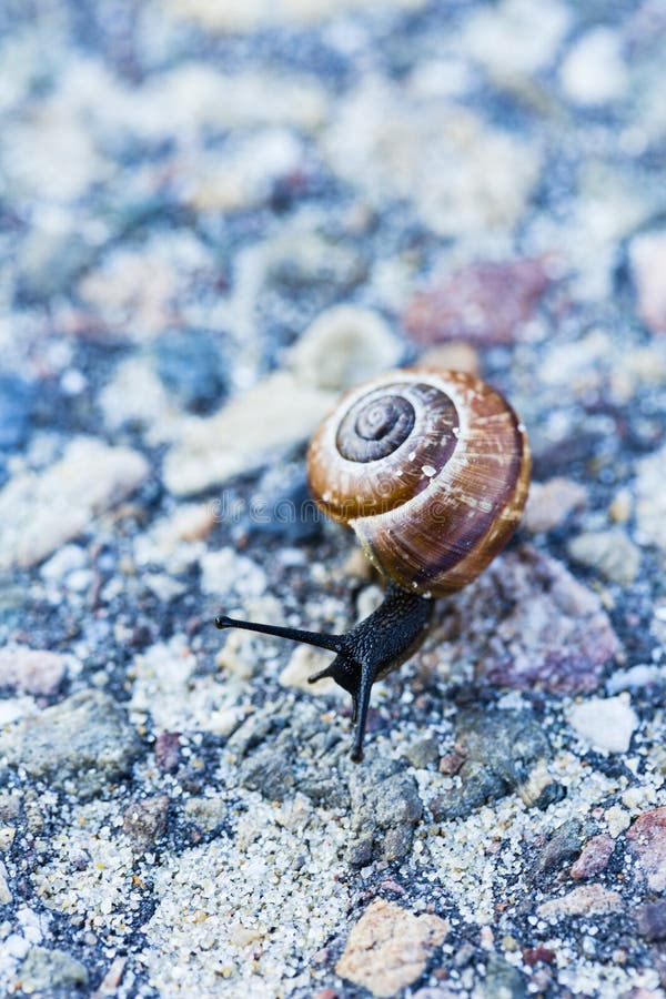 Snail crossing the road stock image. Image of life, snail - 35414257