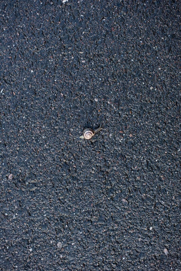 Snail crossing the road stock image. Image of life, snail - 35414257